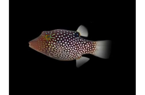 Jewel Puffer M | Trimar Aquaria