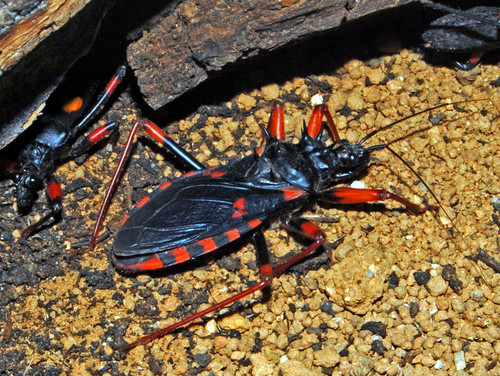 ^Spiny Assassin Bugs | Trimar Aquaria