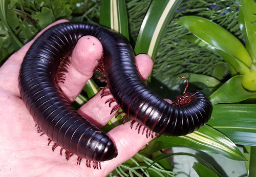 ^Giant Train Millipede | Trimar Aquaria