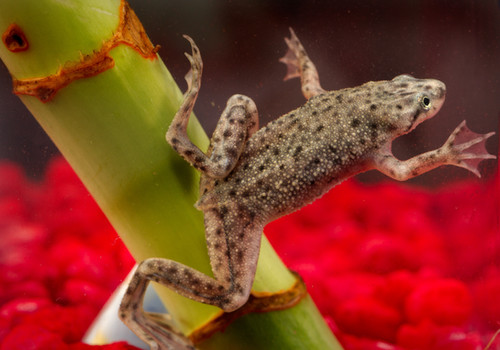 Dwarf Congo Frogs | Trimar Aquaria
