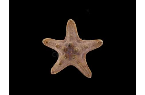 Choc Chip Starfish | Trimar Aquaria