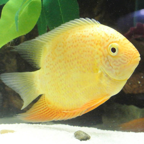 Gold Severums Small | Trimar Aquaria
