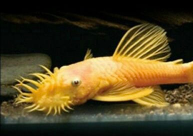 Ancistrus golden large | Trimar Aquaria