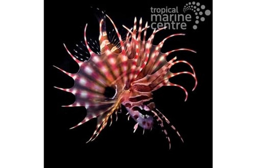 Lion - Dwarf Medium | Trimar Aquaria