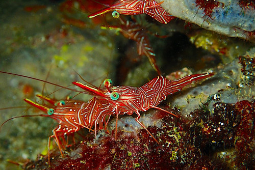 Shrimp Dancing Medium | Trimar Aquaria