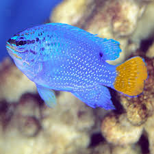 *Orange Tail Blue Damsel Medium | Trimar Aquaria