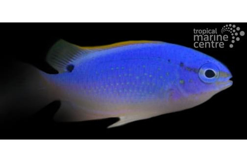 Damsel Fijian Blue & Gold Medium | Trimar Aquaria