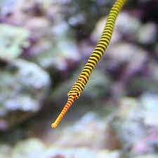 *Banded Pipefish | Trimar Aquaria