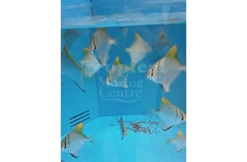 *Mono Angel | Trimar Aquaria