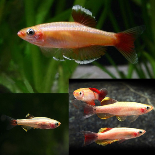 Gold White Cloud Mountain Minnows | Trimar Aquaria