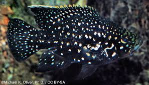 Polleni Cichlid sm | Trimar Aquaria