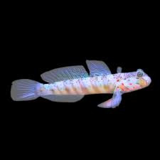 *Pink Spotted Goby | Trimar Aquaria