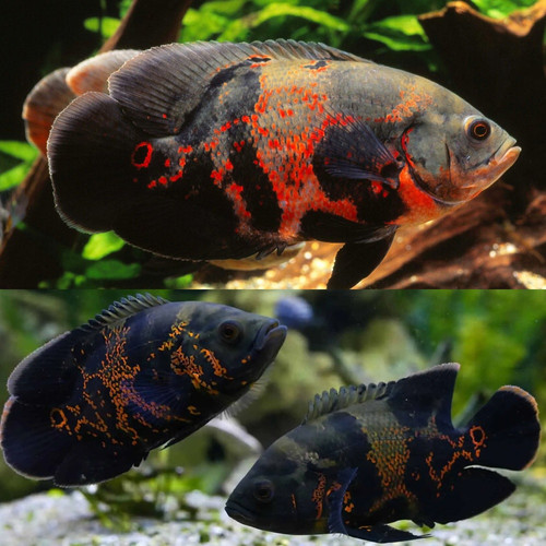 Assorted Oscars XL | Trimar Aquaria