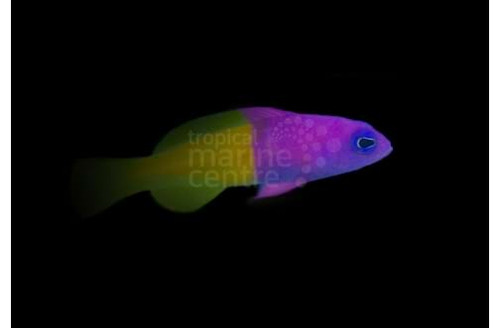 *False Gramma M | Trimar Aquaria
