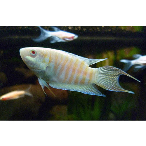 Paradise Fish-Albino | Trimar Aquaria