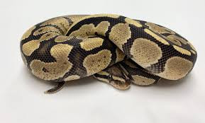 [Fire Royal Python cb24 | Trimar Aquaria