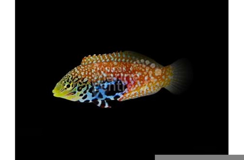 Peacock Wrasse | Trimar Aquaria