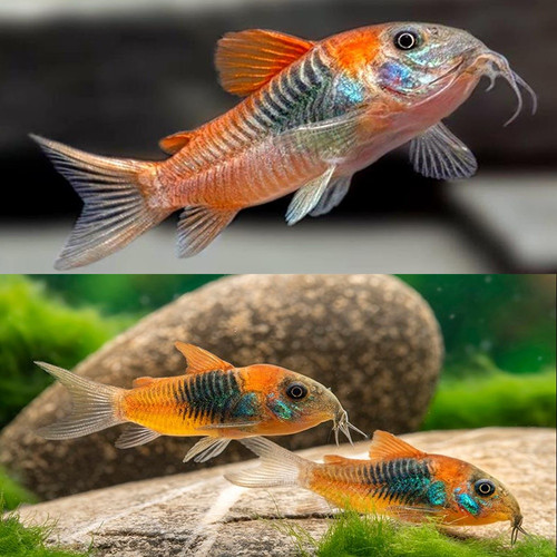 Orange Venezuelan Corydoras | Trimar Aquaria