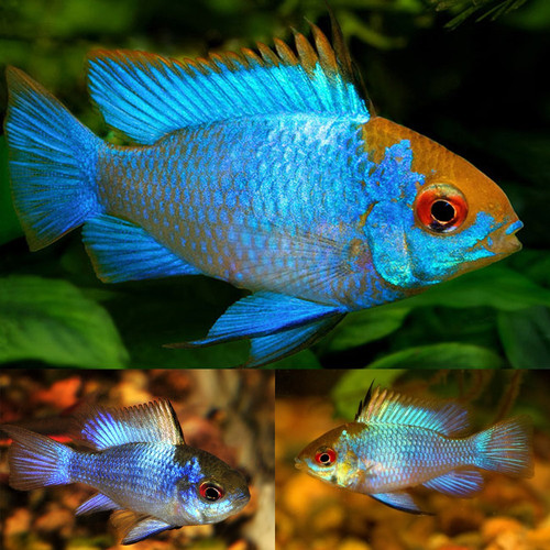 Ram Electric Blue | Trimar Aquaria