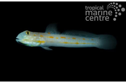 Goby Orange Spot Large | Trimar Aquaria