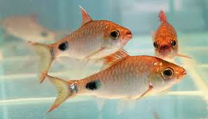 Filament Barbs L | Trimar Aquaria