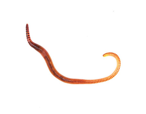 *Small Worms (Dendrobaena) - Prepack 35 | Trimar Aquaria