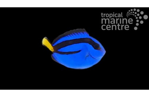 .Tang Regal Large-Coral sea | Trimar Aquaria