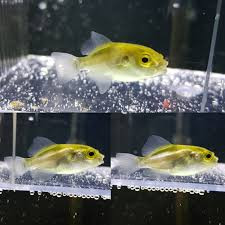 Avocado Puffer M | Trimar Aquaria