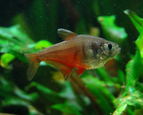 Red Flame Tetras | Trimar Aquaria