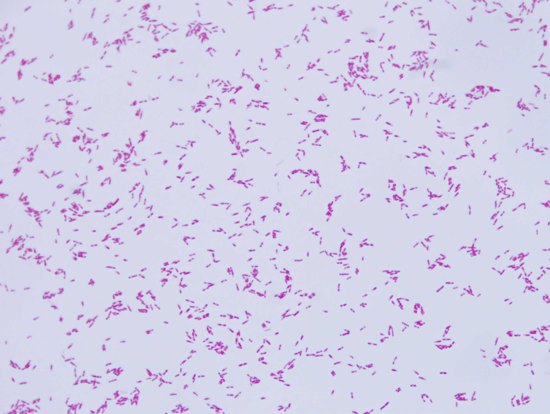 An exploration of, Staphylococcus pseudintermedius, a canine zoonoses