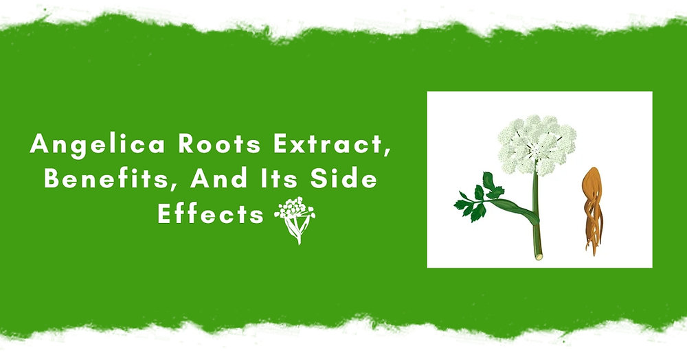 Angelica Roots Extract, Benefits, And Its Side Effects