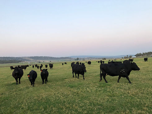 About Wild West Angus | Wild West Angus