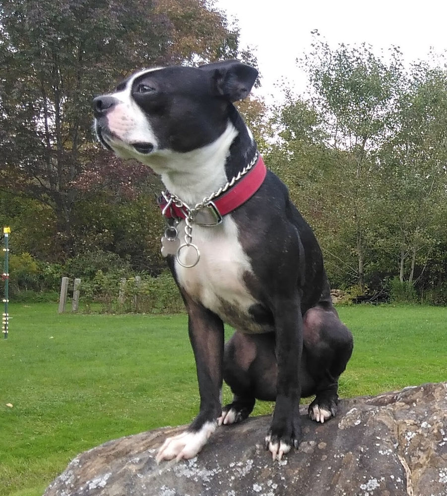 Hermaphrodite OR Hypospadias in male dogs