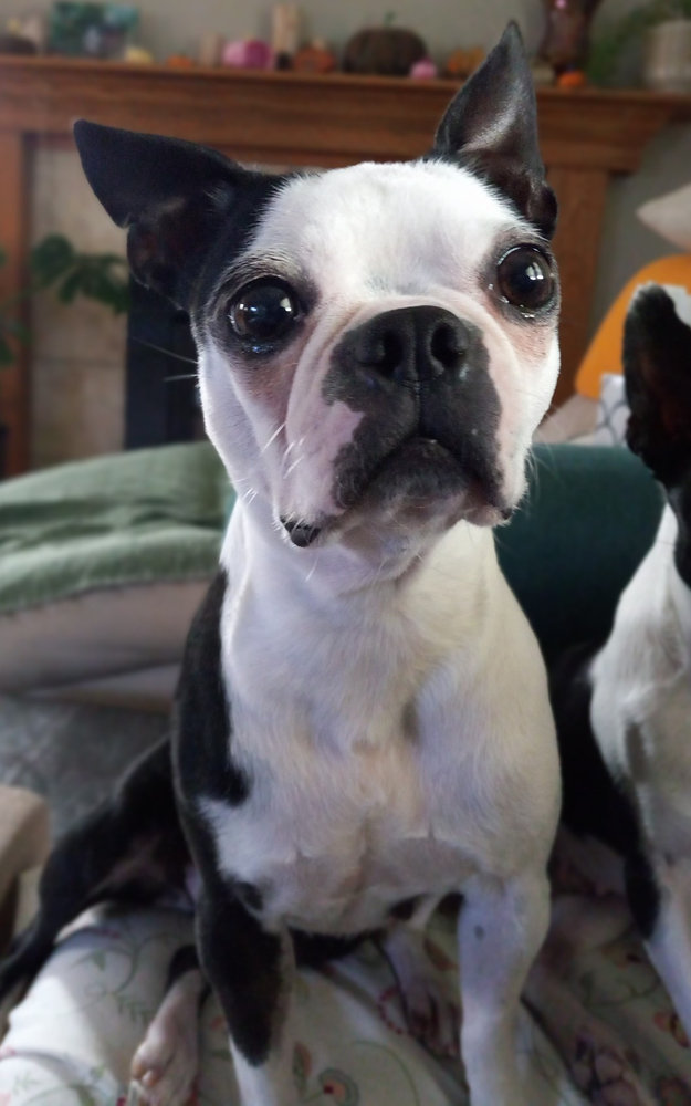 Faith's Second Chance with MidAmerica Boston Terrier Rescue