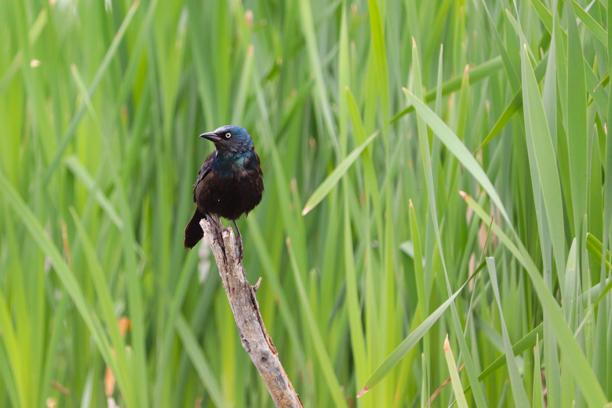 Illustration | Wild Flax Studio