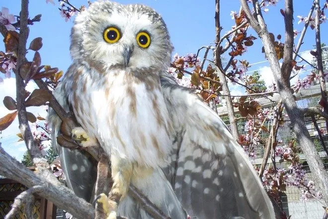 Big Bear Alpine Zoo | Wild Explorers