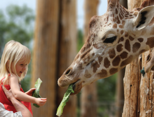 Fresno Chaffee Zoo | Wild Explorers