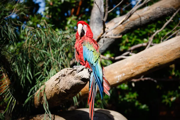 Palo Alto Junior Museum & Zoo | Wild Explorers