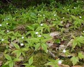 Identifying Early Spring Wildflowers in Maine | ACT's Nature Corner