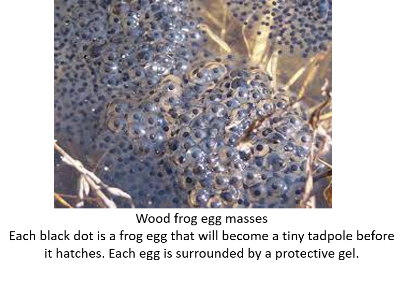 ACTs Nature Corner: Spring Peepers, Frogs & Salamanders