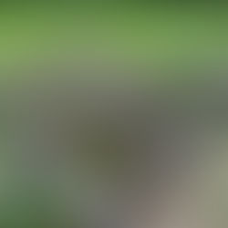 Identifying Early Spring Wildflowers in Maine | ACT's Nature Corner