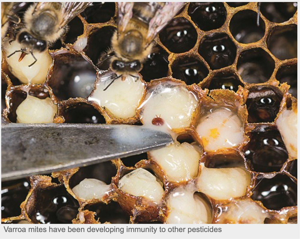 Australian Researchers tackling Varroa mites