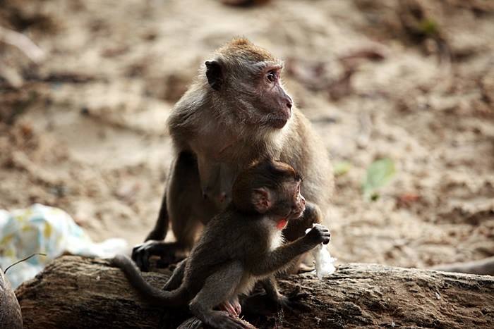 Combined Trips | Krabi Castaway Tours | Ao Nang