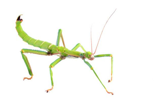 Giant Lime Green Stick Insect (Diapherodes gigantea) | InvertebrateSupplies