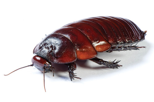 Giant Burrowing Cockroach (Macropanesthia rhinoceros) - Sexed Pair ...