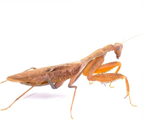 Timor Shield Mantis (Rhombodera kirbyi) | Invertebrate Supplies