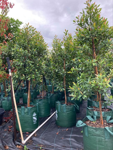 Blueberry Ash or Elaeocarpus reticulatus | Gerry'sGardenService