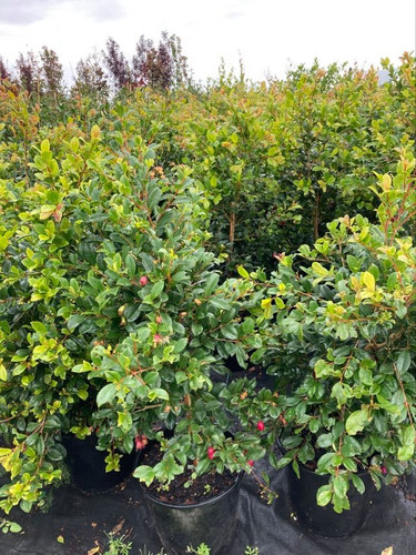 Lilly Pilly | Gerry'sGardenService