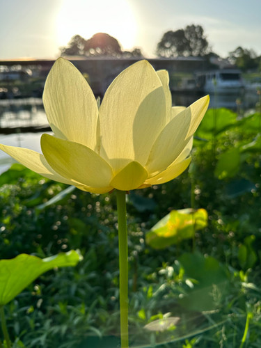 American Lotus Flower Essence | dandelion+crow