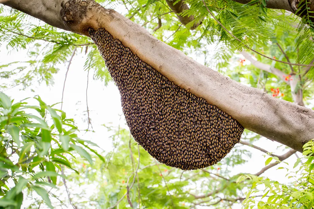 tree real beehive